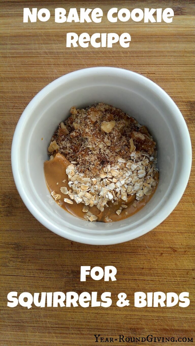 What to Feed Squirrels? Cookie Recipe - Daily Appetite
